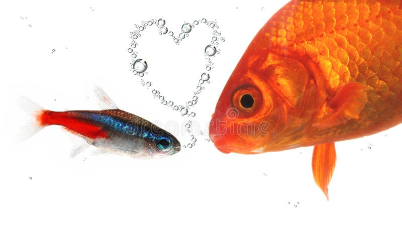 Fishlove stock image. Image of eyes, colourful, comic - 11977421