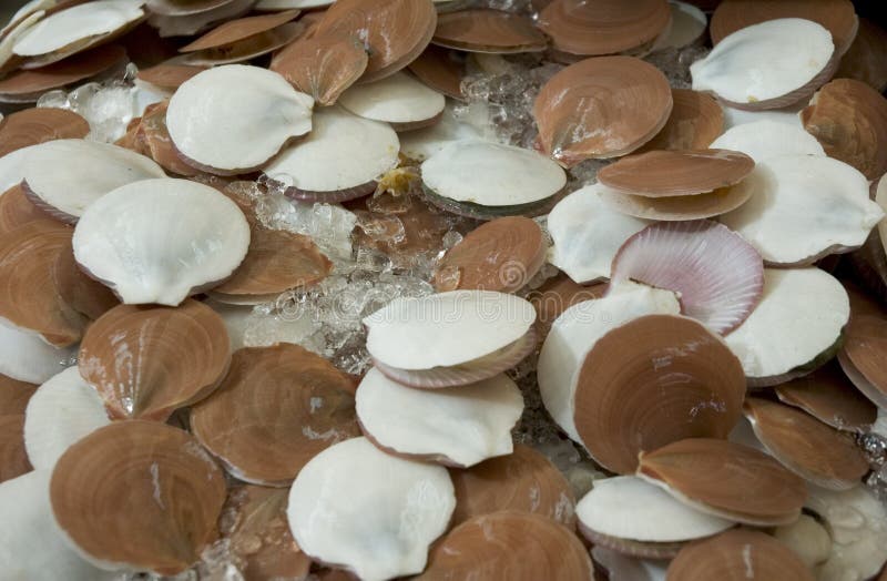 Conchas De Peregrino Vivas En Piedras Mojadas Foto de archivo - Imagen ...