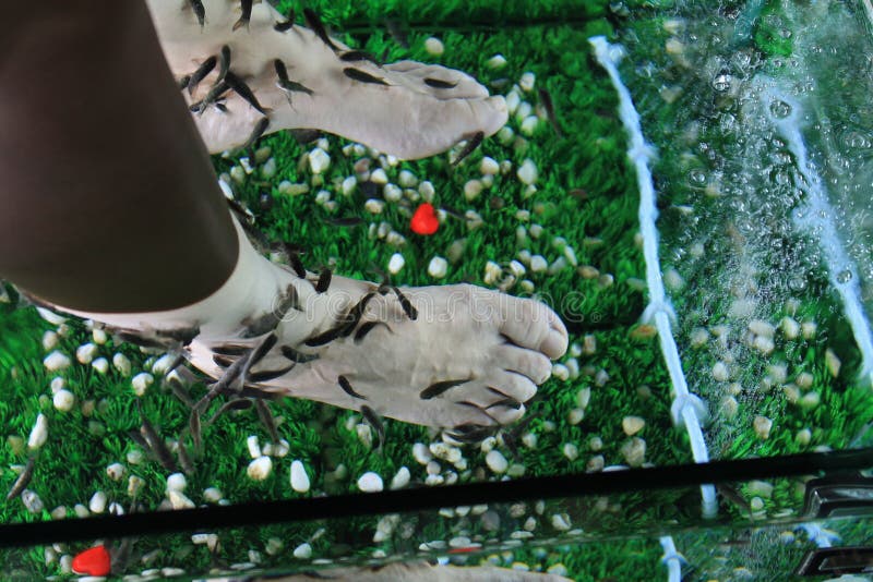 Fishmassage3 stock image. Image of massage, medicine - 24980501