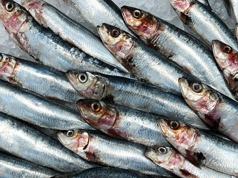 Fishmonger - Fish - Mackerel Stock Photo - Image of mackerel, market ...