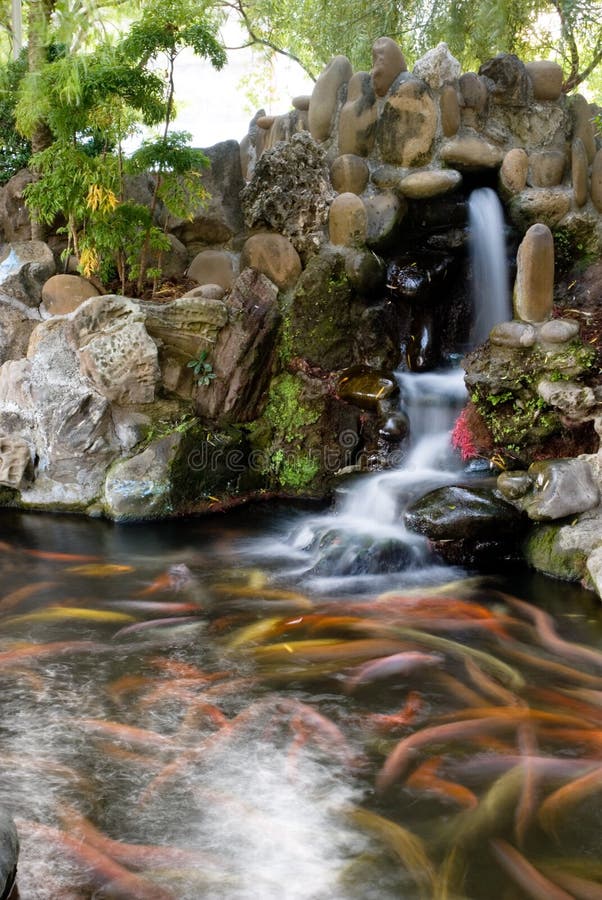 Fishpond stock photo. Image of made, freshwater, pink - 18145656