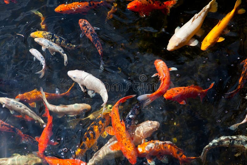Fishpond stock photo. Image of fish, farming, green, production - 19896046