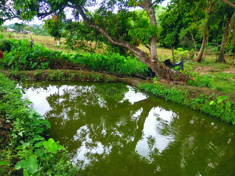Fishpond stock image. Image of fishpond, kalinga, trees - 93132865