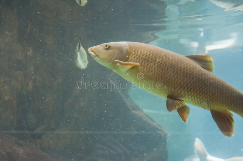 Fishs in a River Fish Aquarium Stock Image - Image of culture, fluvial ...