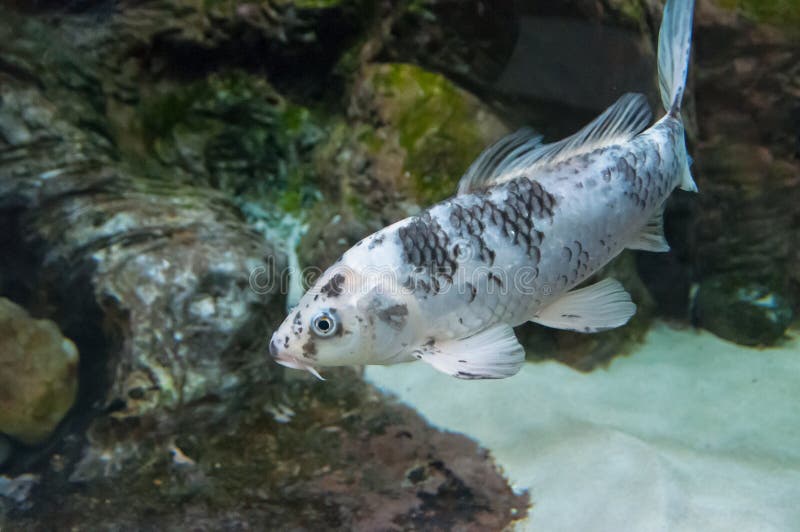 Fishs in a River Fish Aquarium Stock Image - Image of aquarium, fishs ...