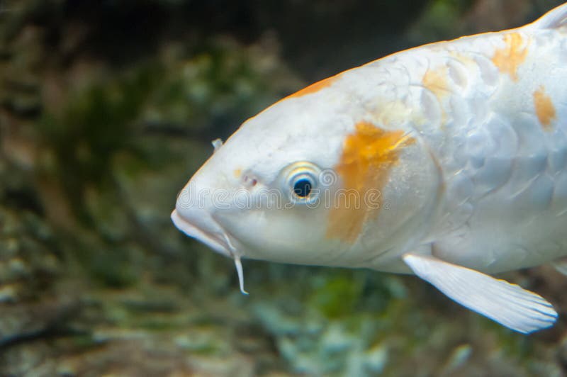 Fishs in a River Fish Aquarium Stock Image - Image of migration ...