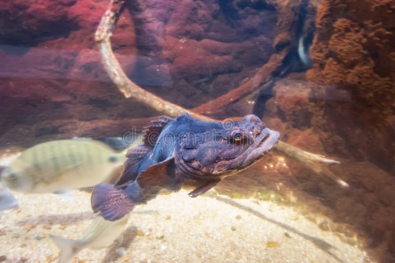 Fishs in a River Fish Aquarium Stock Image - Image of anatomy, gill ...