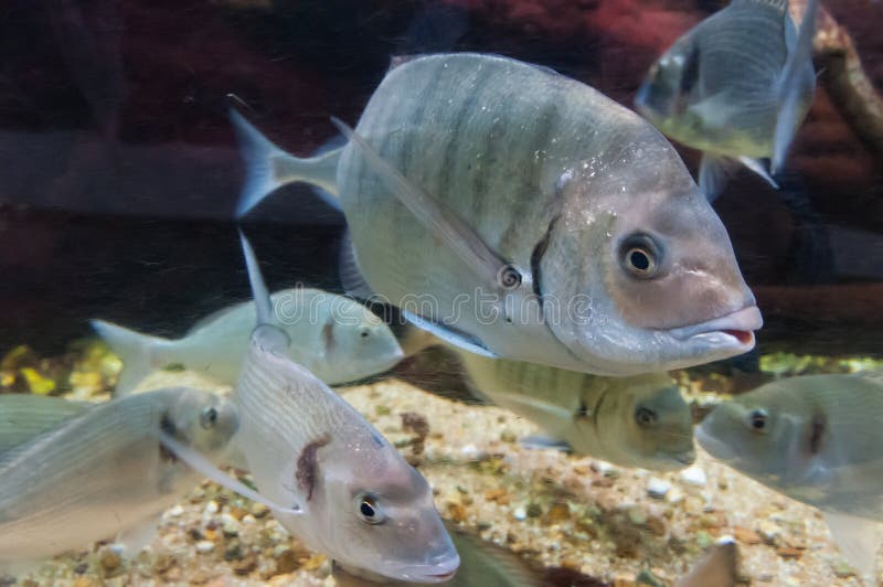 Fishs in a River Fish Aquarium Stock Photo - Image of pisces, wildlife ...