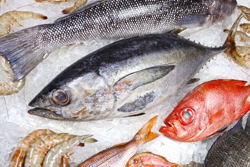 Fishs and shrimp stock image. Image of destination, mendocenean - 60160037