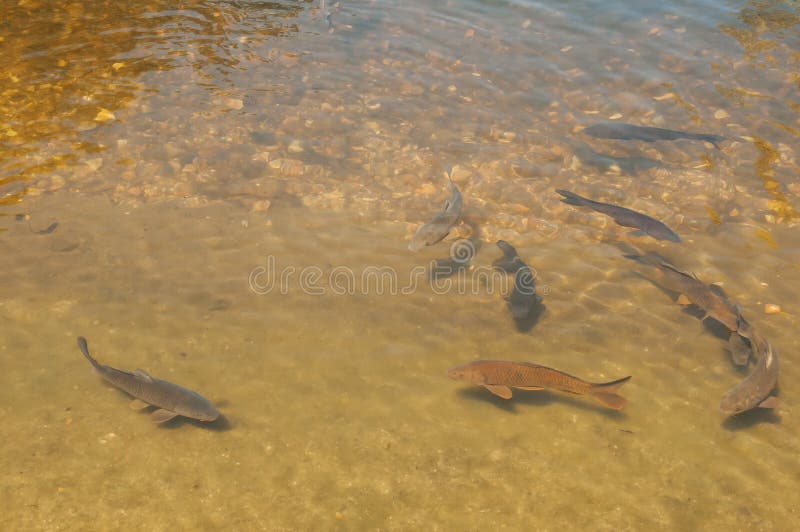 Fishs in a small lake stock photo. Image of biology - 123534816