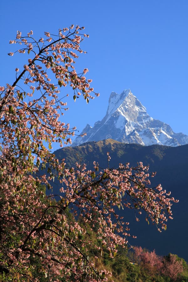 Fishtail&Himalaya Mountains.Nepal Stock Photo - Image of majestic ...