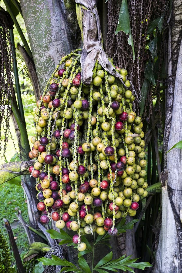 Fishtail palm seed stock photo. Image of caryota, forest - 33413986