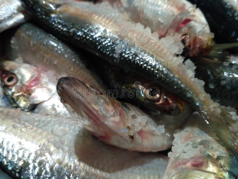 Fishy stock photo. Image of dead, salt, readymade, fishy - 100064092