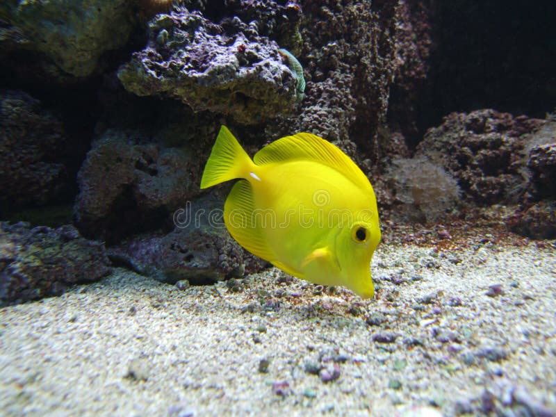 Fishy Fishy Fishy stock photo. Image of scales, fins, eyes - 2560556