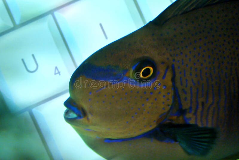 Fishy keyboard stock image. Image of blurs, artistic, surface - 55281