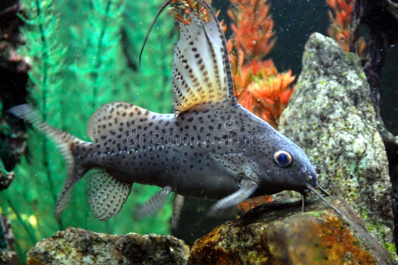 Fisk arkivfoto. Bild av fisk, skala, svart, katt, hobby - 1845614