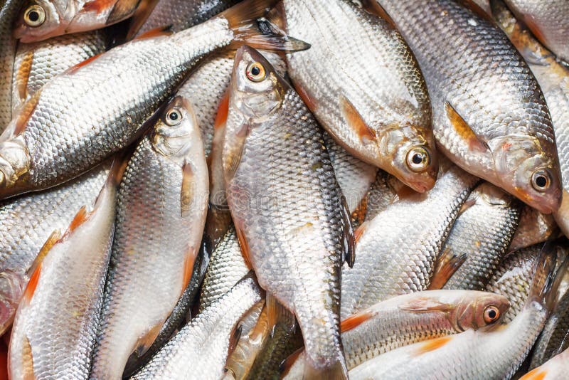 Fisk fotografering för bildbyråer. Bild av vitamin, fisk - 53412209