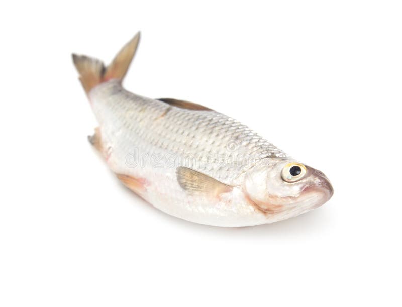 Fisk fotografering för bildbyråer. Bild av sötvatten - 64429387