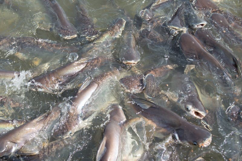 Fisk arkivfoto. Bild av fiskare, leva, marknad, flod - 64715576