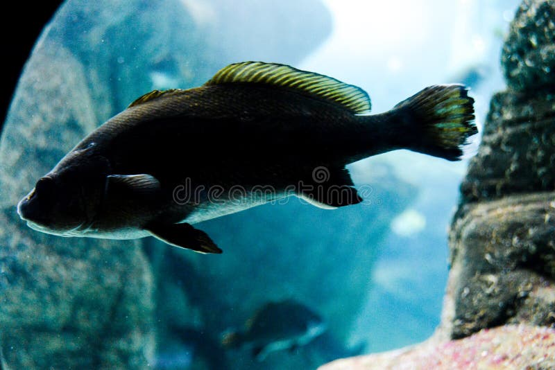 Fisk arkivfoto. Bild av korall, bildlighet, skönhet, saltvatten - 98355142