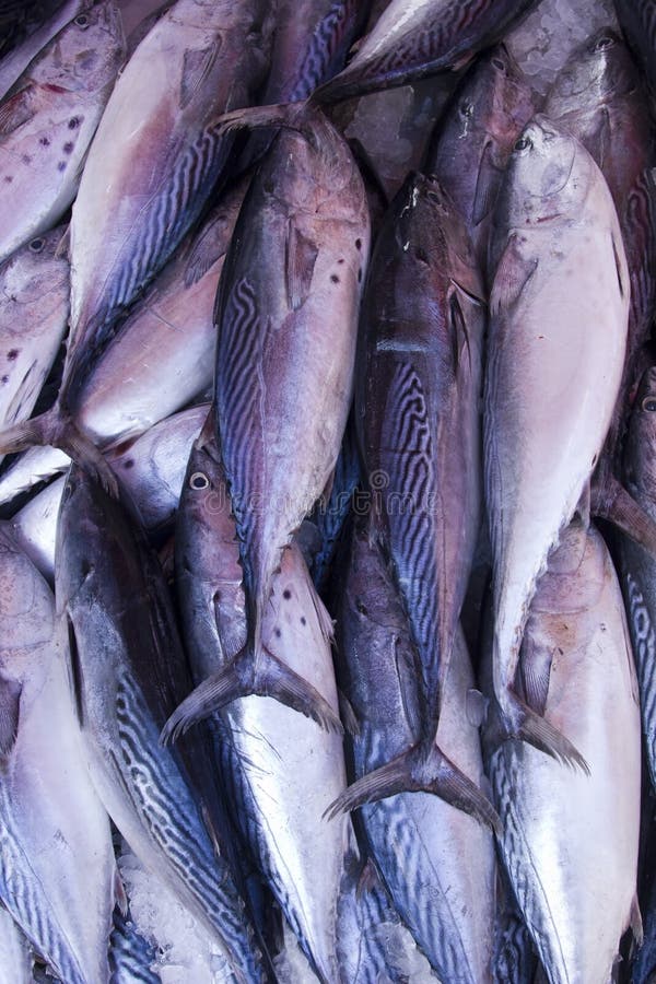 För Tonfiskfisk För Liten Tonfisk Affinis För Euthynnus På Vit ...