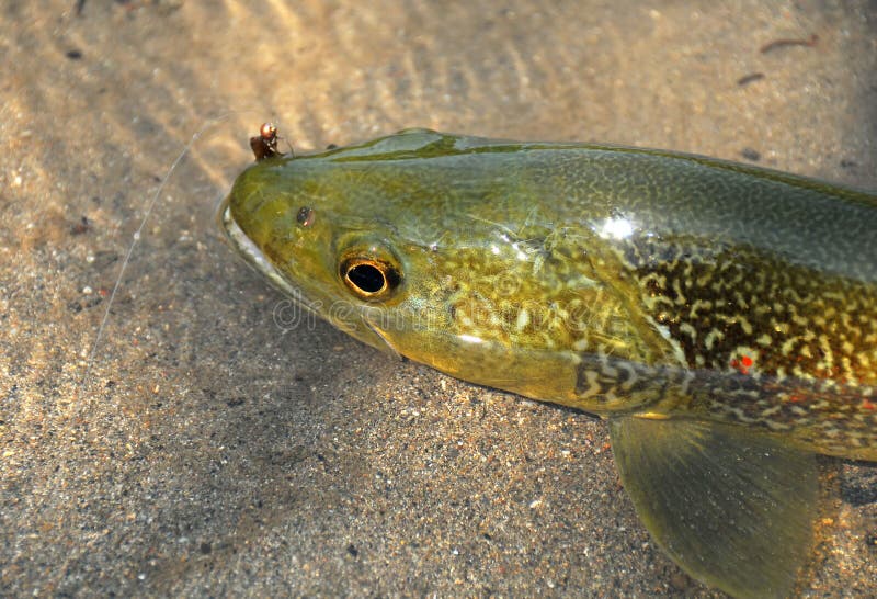 Fiska fluga arkivfoto. Bild av grön, fisk, ensidigt, djurliv - 19281754
