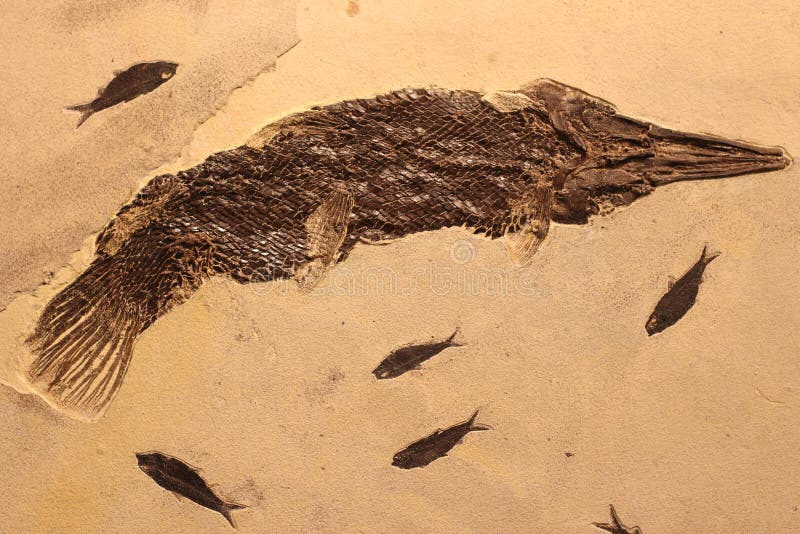 Fossil Fisk Stock Foton , bilder och fotografi - Ladda ner 1,094 foton