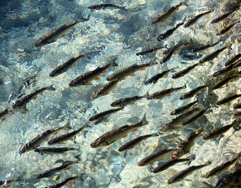 Fiskar arkivfoto. Bild av fiskar, alldeles, sommar, kroatia - 31999250