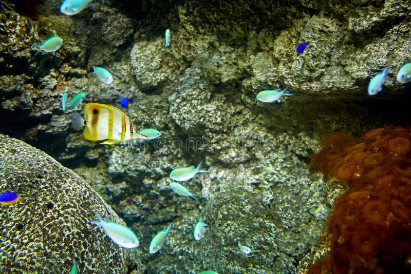 Fiskar Som Simmar I Marin- Akvarium Fotografering för Bildbyråer - Bild ...