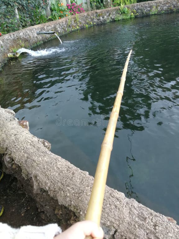 Fiske forell arkivfoto. Bild av fisk, döda, fiske, forell - 130711832