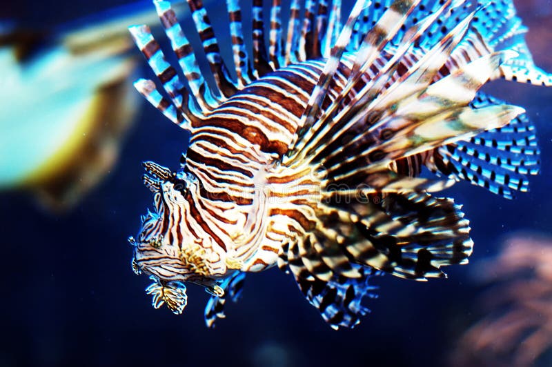 6,359 Giftig Fisk Foton - Gratis och royaltyfria stockfoton från Dreamstime