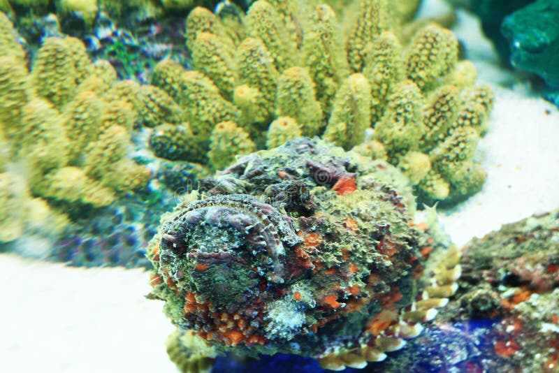 Stenfisk fotografering för bildbyråer. Bild av skala - 35319691