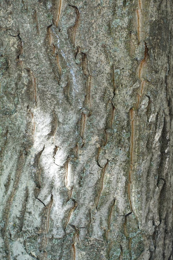 Fissured Surface of Grey Bark of Persian Walnut Stock Image - Image of ...