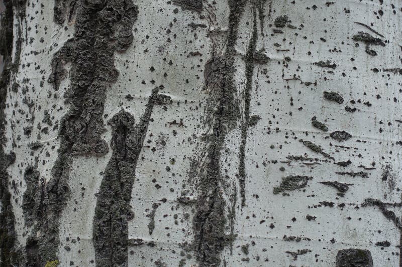 Fissures on Light Grey Bark of Silver Poplar Stock Image - Image of ...