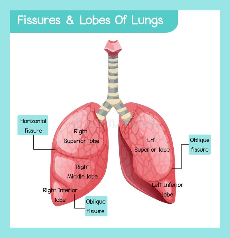 Fissures and Lobes of Lungs Stock Vector - Illustration of medicine ...