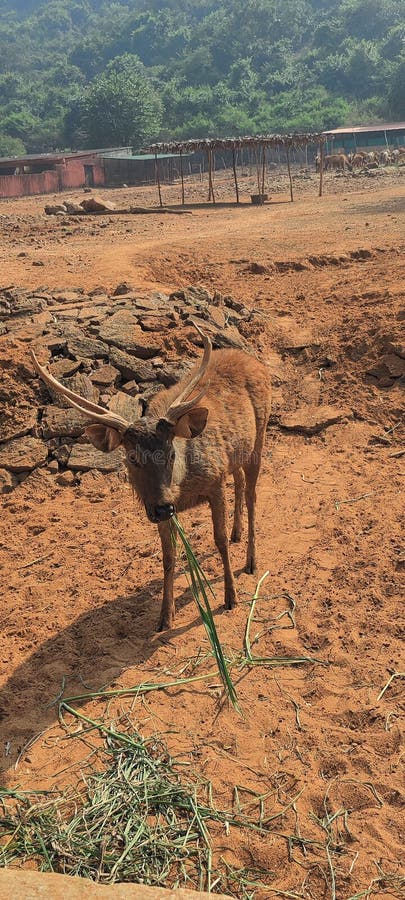 The Fist Pic of Wild Life Animals in Zoo Editorial Photography - Image ...
