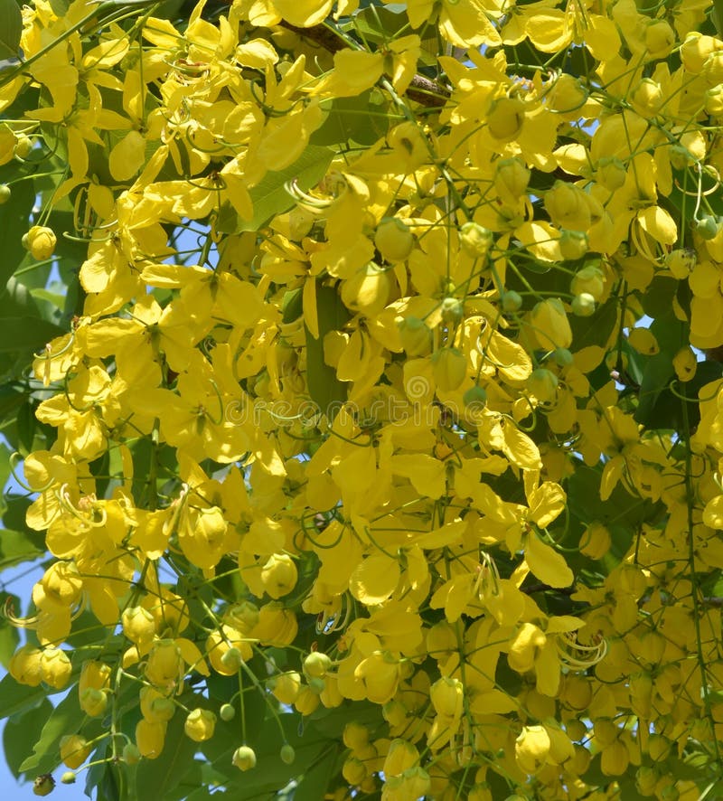 Foto Stock e immagini a tema Fistola - Scarica 2,747 foto
