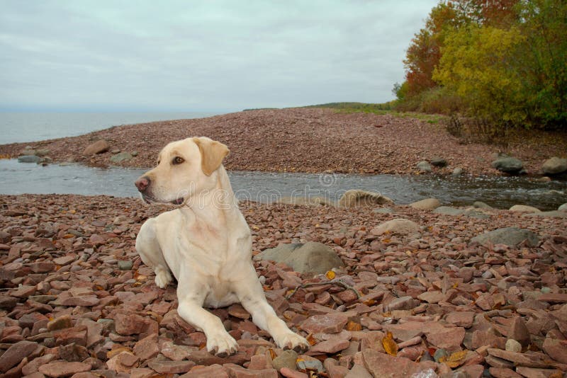 Fit Labrador Retriever. Yellow Lab Stock Image - Image of ocean, lake ...