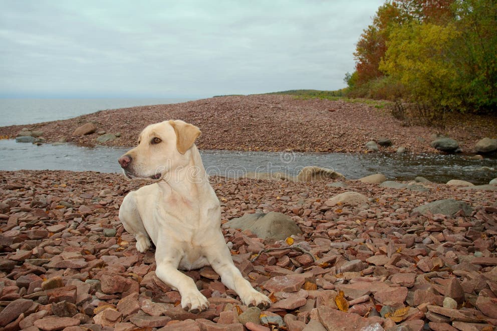Fit Labrador Retriever. Yellow Lab Stock Image - Image of ocean, lake ...