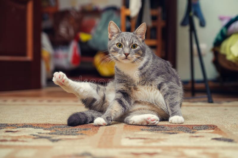 Fitness Cat Sitting To Do Exercise Stock Photos - Free & Royalty-Free ...