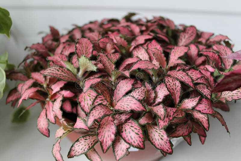 Plant Fitonia Stock Photos - Free & Royalty-Free Stock Photos from ...