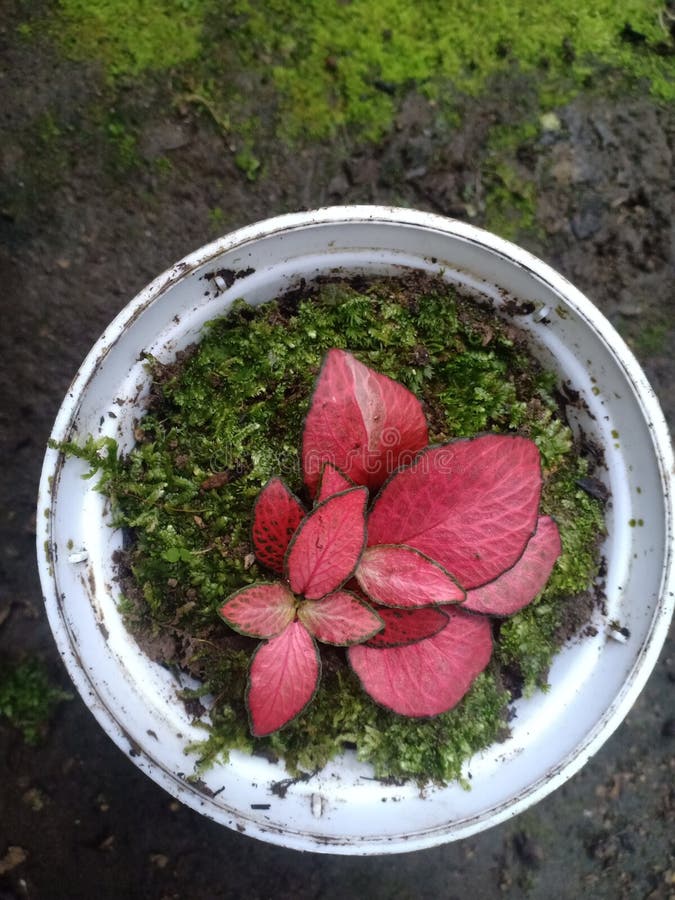 FITTONIA flowers stock photo. Image of flowers, fittonia - 243777906
