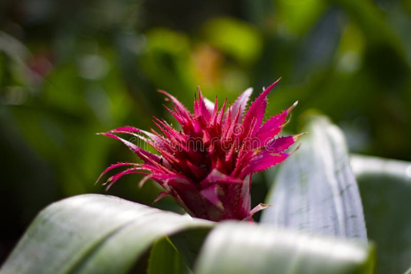Bromelia in bloom stock image. Image of greenhouse, bromelia - 136649523