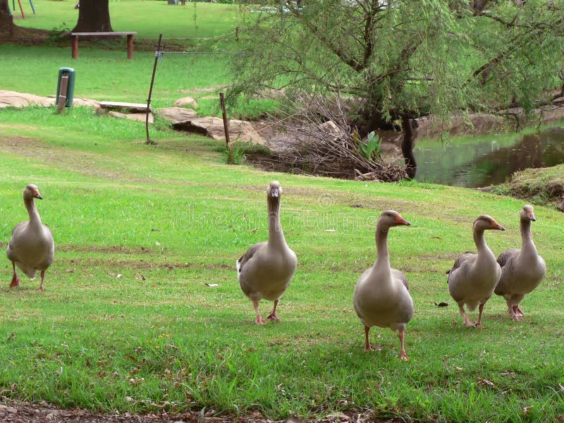 Five/5 Geese stock image. Image of green, birds, attack - 622119