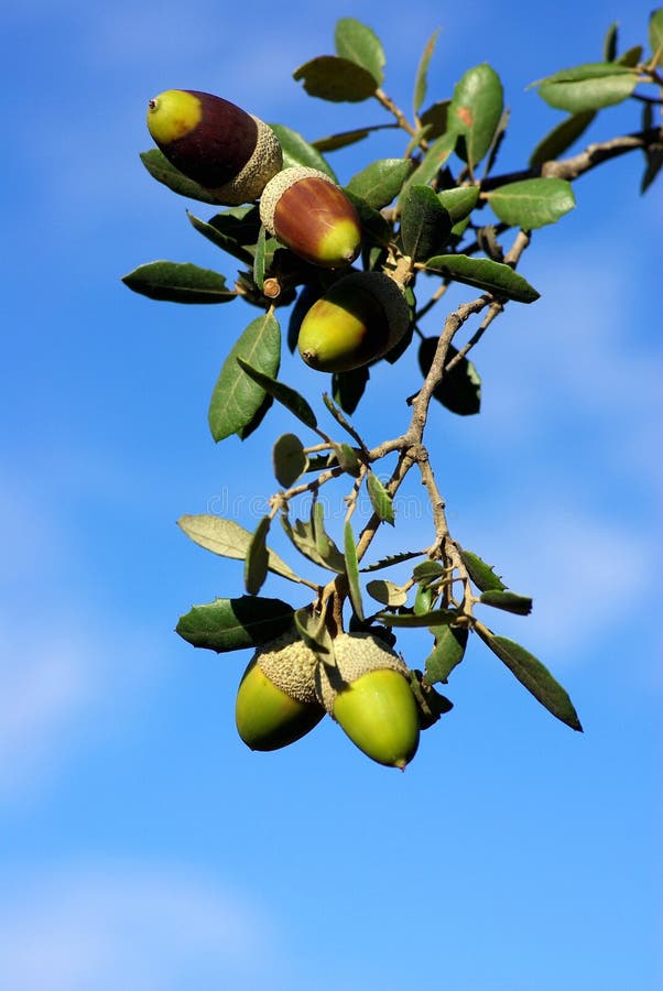 Five acorns stock image. Image of evolution, life, acorn - 3376859