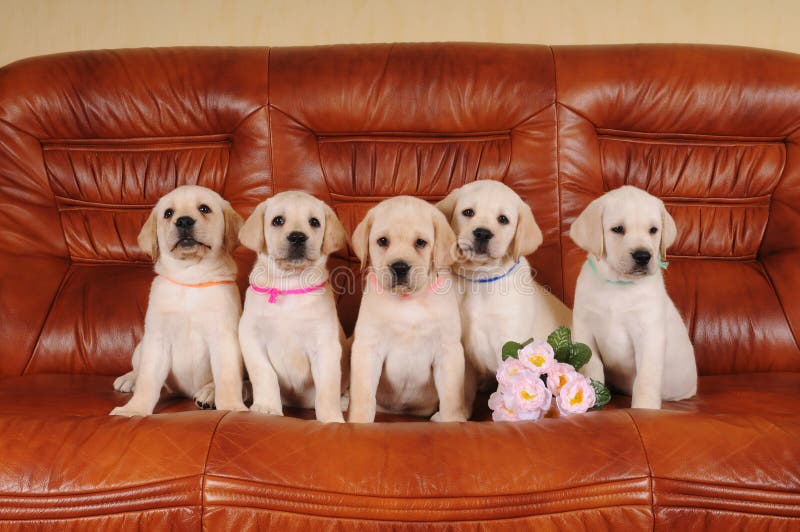 Five Adorable Labrador Puppies Stock Image - Image of indoor, puppy ...