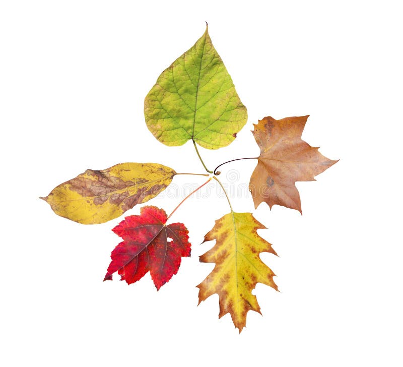 Five Autumn Natural Colored Leaf from Tree Isolated on White Stock ...