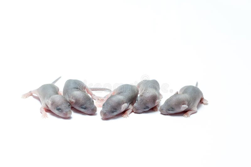 Five baby of a mouse stock photo. Image of nature, fluffy - 51970142