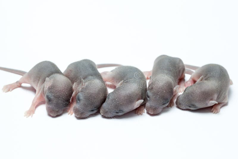 Five baby of a mouse stock image. Image of five, mammals - 51972349