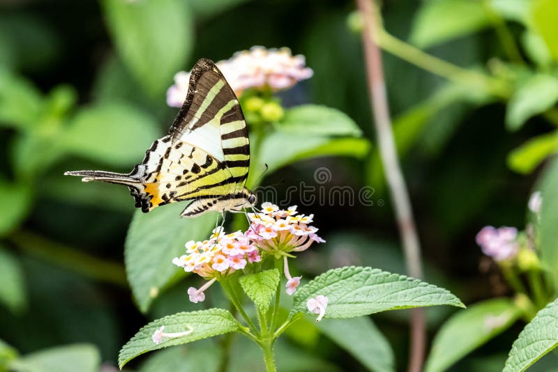 Five-bar Swordtail Pathysa Antiphates Stock Photo - Image of outdoors ...